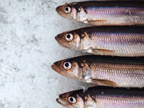 Eulachon: Tiny Giants of the Klamath River Basin - Reconnect Klamath